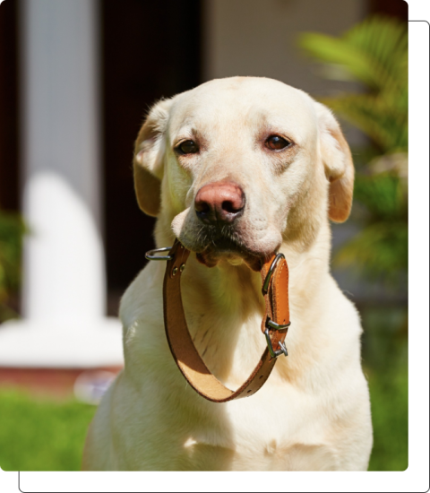 Dog Obedience Training Classes in Atlanta, GA | Beginner & Advanced